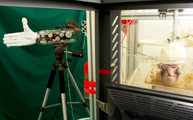 Un mono capaz de controlar un robot con la mente