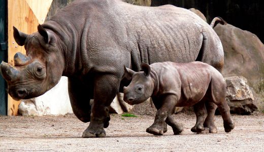 Nashorn: una nueva máquina virtual de Java para Javascript