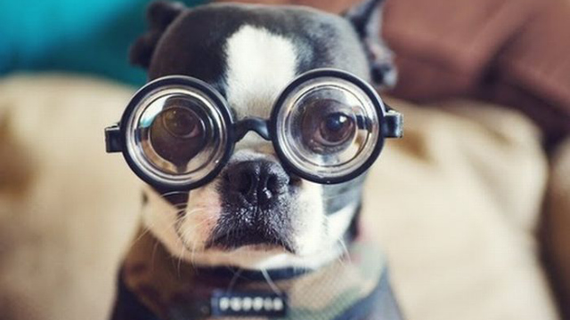 Perros de la cultura geek