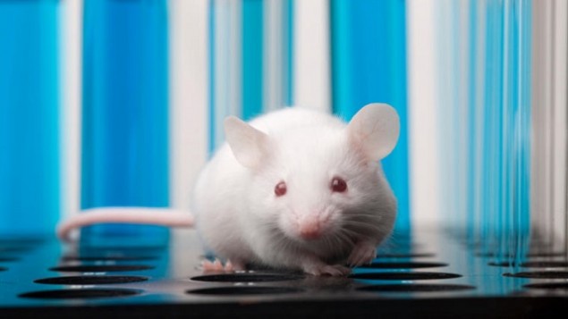 Científicos logran revertir síndrome de Down en ratones