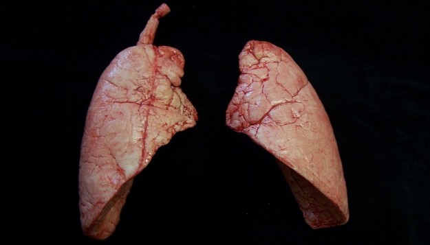 Por primera vez científicos crean pulmones humanos en el laboratorio