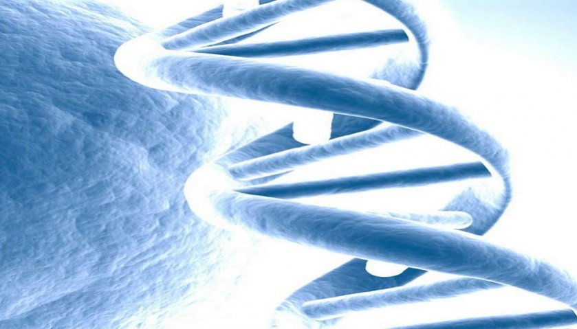 Por primera vez regeneran un órgano vivo