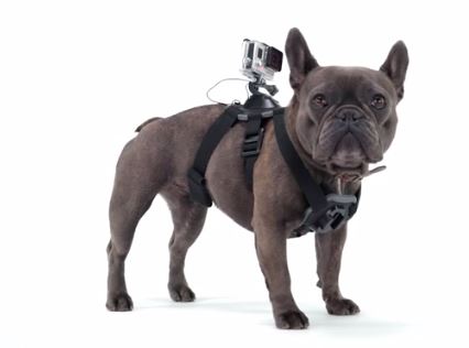 GoPro para perros