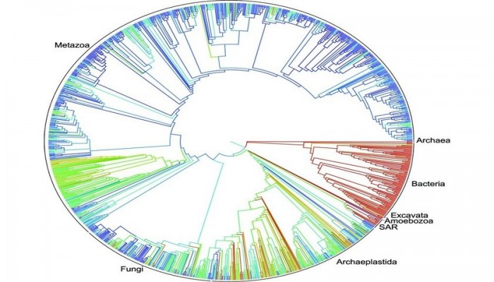 Así luce el primer 'Árbol de la Vida' con las 2.3 millones de especies ...