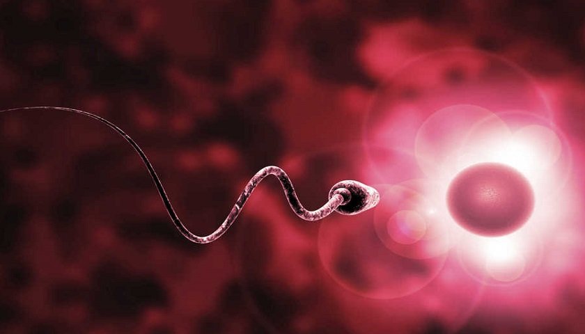 Crean Por Primera Vez Espermatozoides En Laboratorio