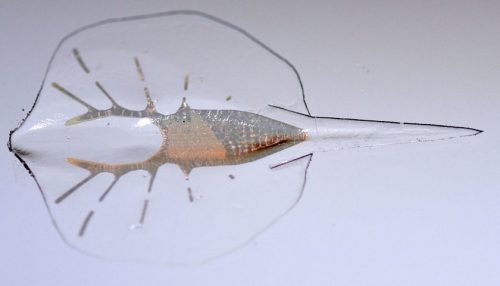 Crean pez robótico impulsado por células de ratón