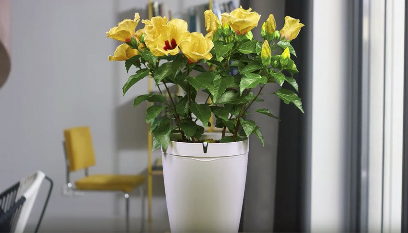 La maceta inteligente de Parrot ya está a la venta