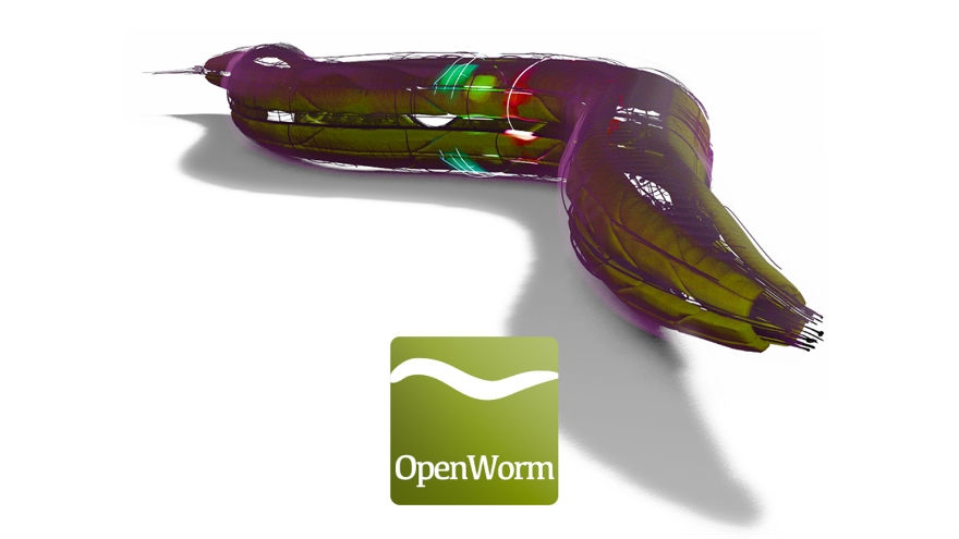 El cerebro de un gusano en un Arduino