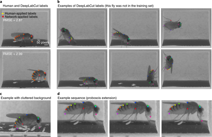 DeepLabCut: Nueva aplicación de aprendizaje profundo a la captura de ...