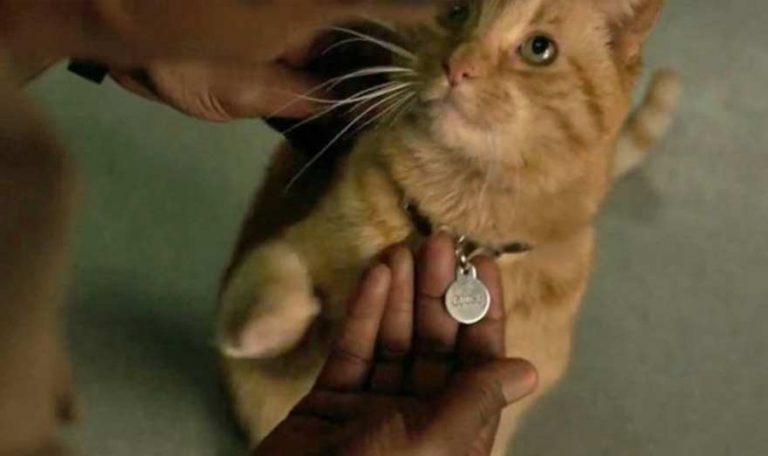 unocero - ¿Qué son los Flerken de 'Capitana Marvel'? Te lo explicamos