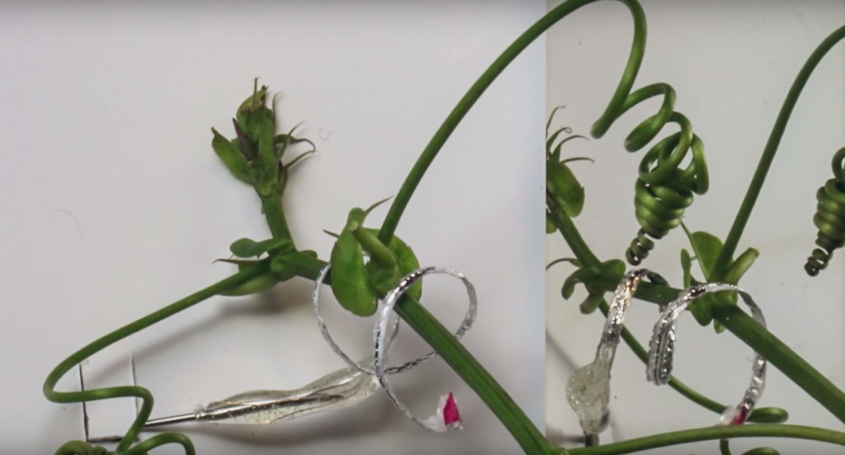 unocero - Conoce los plantoides: robots inspirados en el movimiento y ...