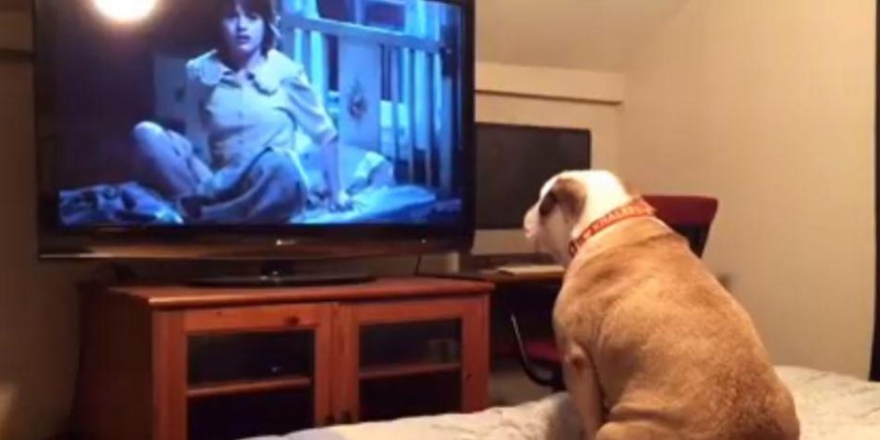 unocero - DOGTV: Llega a México el nuevo canal exclusivo para tu perro