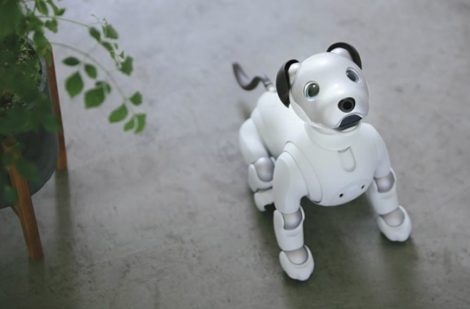 unocero - 5 robots adorables en forma de perro que querrás tener