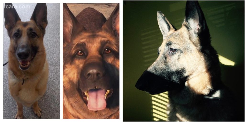 unocero - River, la perrita que quedó inmortalizada en Fallout 4, ha muerto