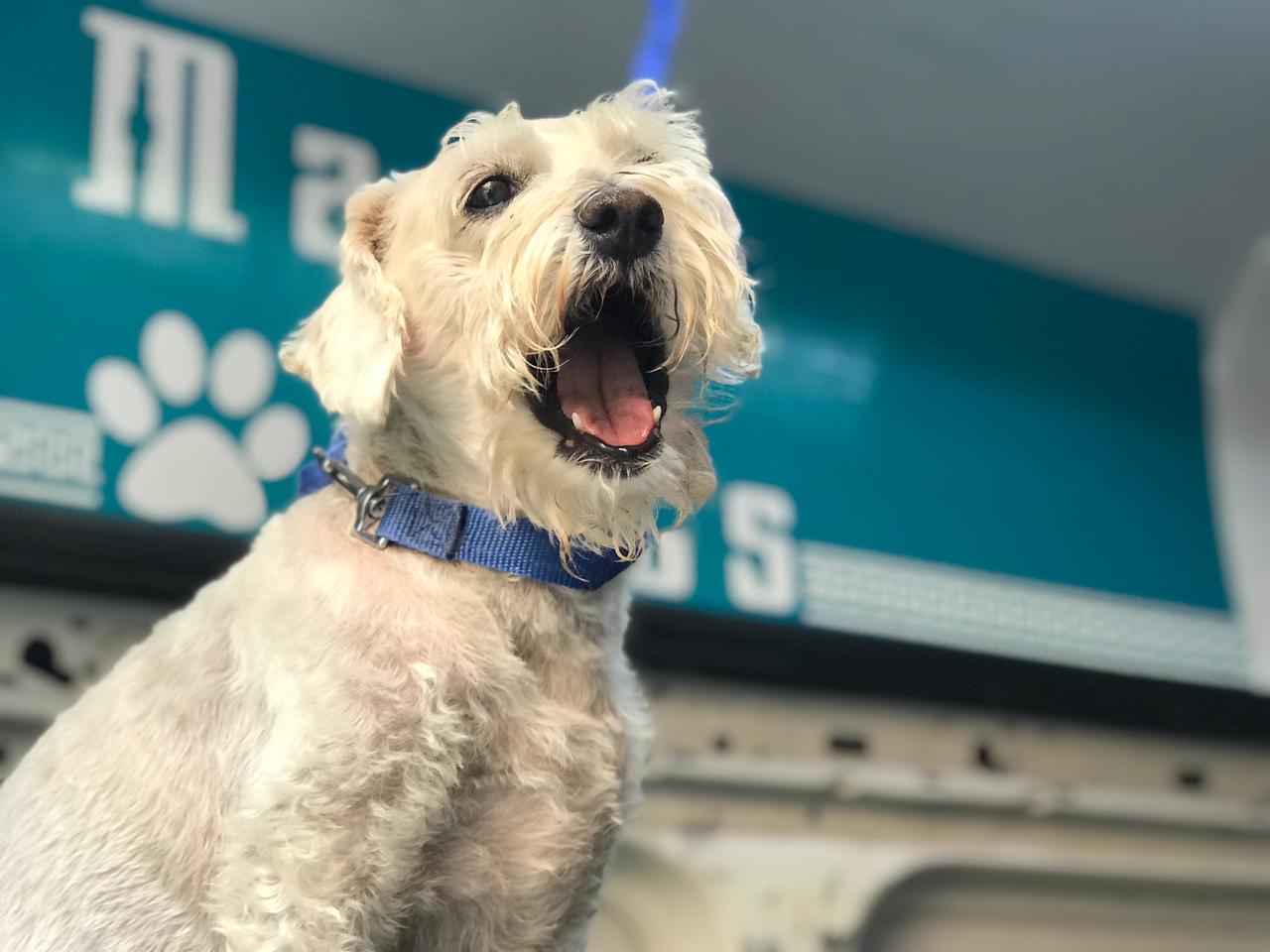 unocero - Petzer, la nueva plataforma 6 en 1 para amantes de sus mascotas